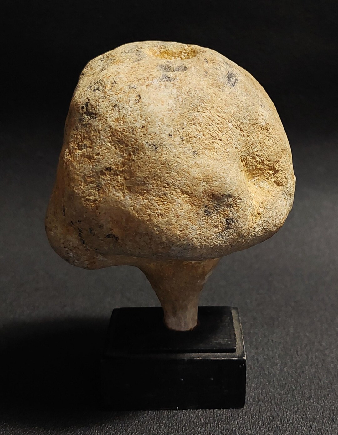 Fossil Sponge Siphonia Pyriformis Upper Cretaceous - Etsy