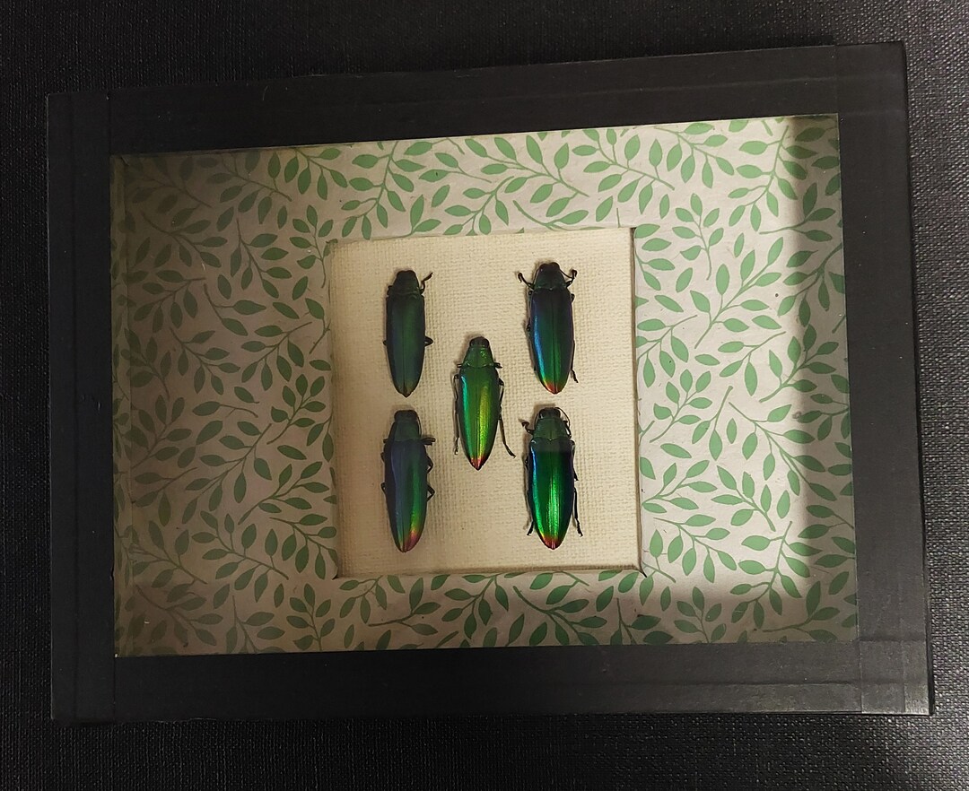 Natural History Entomology Frame Beetles Chrysochroa Fulminans - Etsy