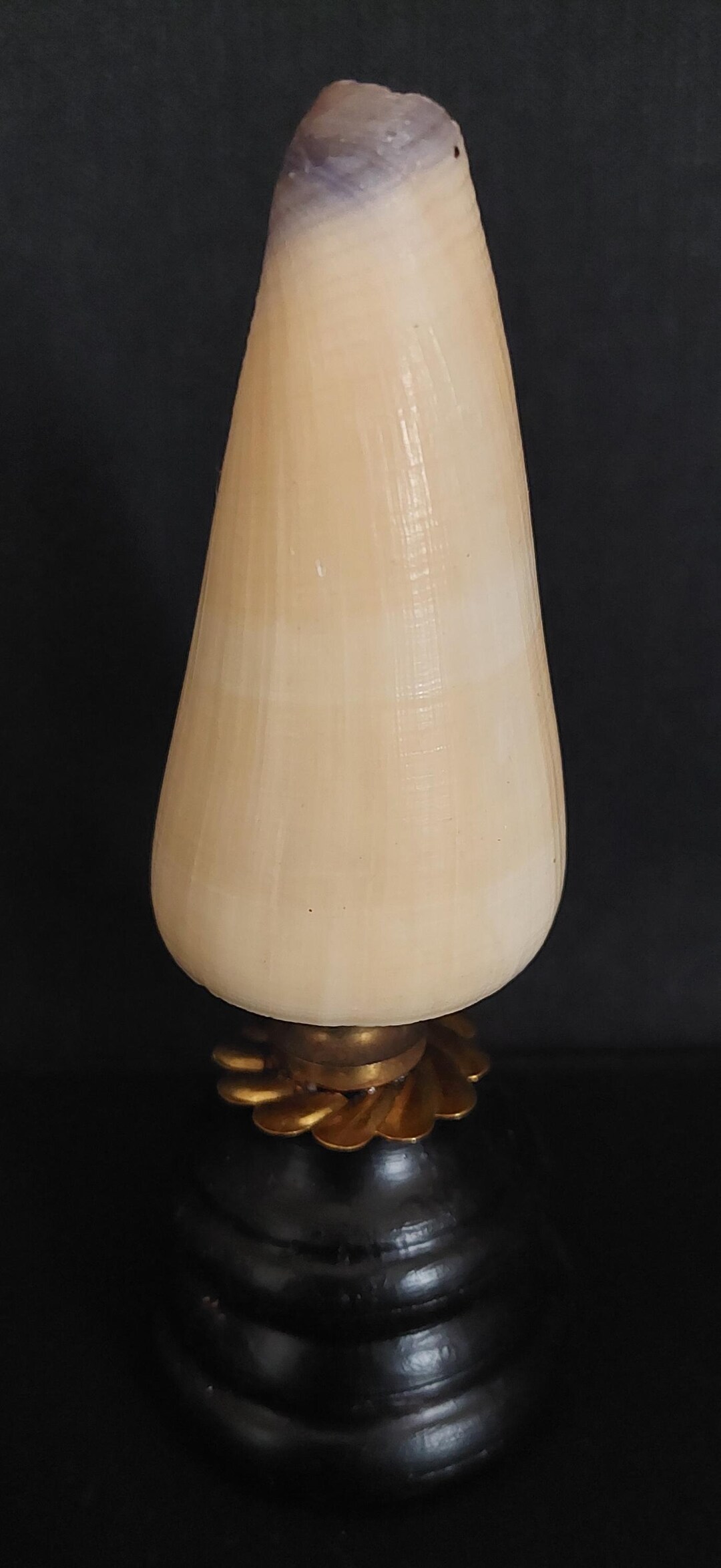 Cabinet of Curiosities Conus Betulinus Shell on Base - Etsy