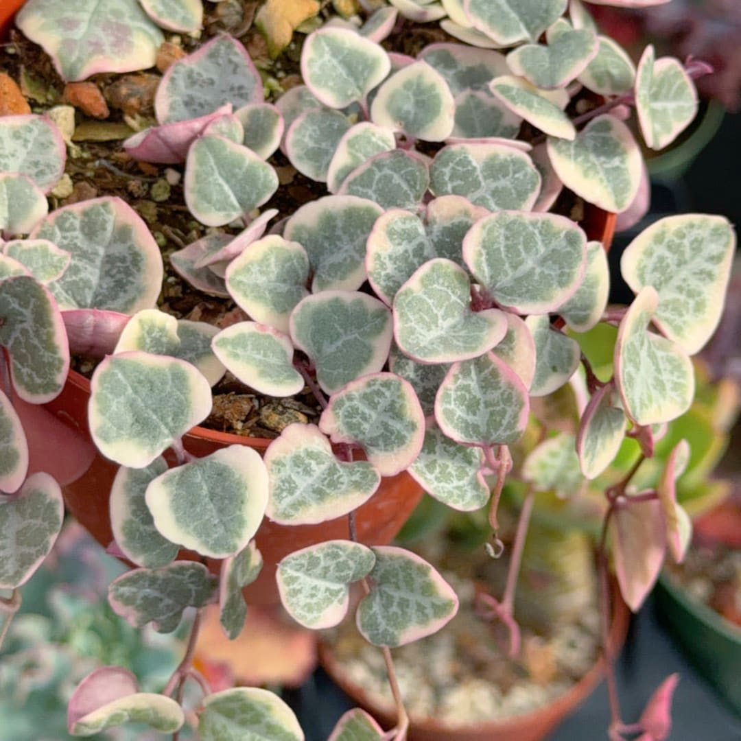 Variegated String of Hearts Succulent Plant - Etsy