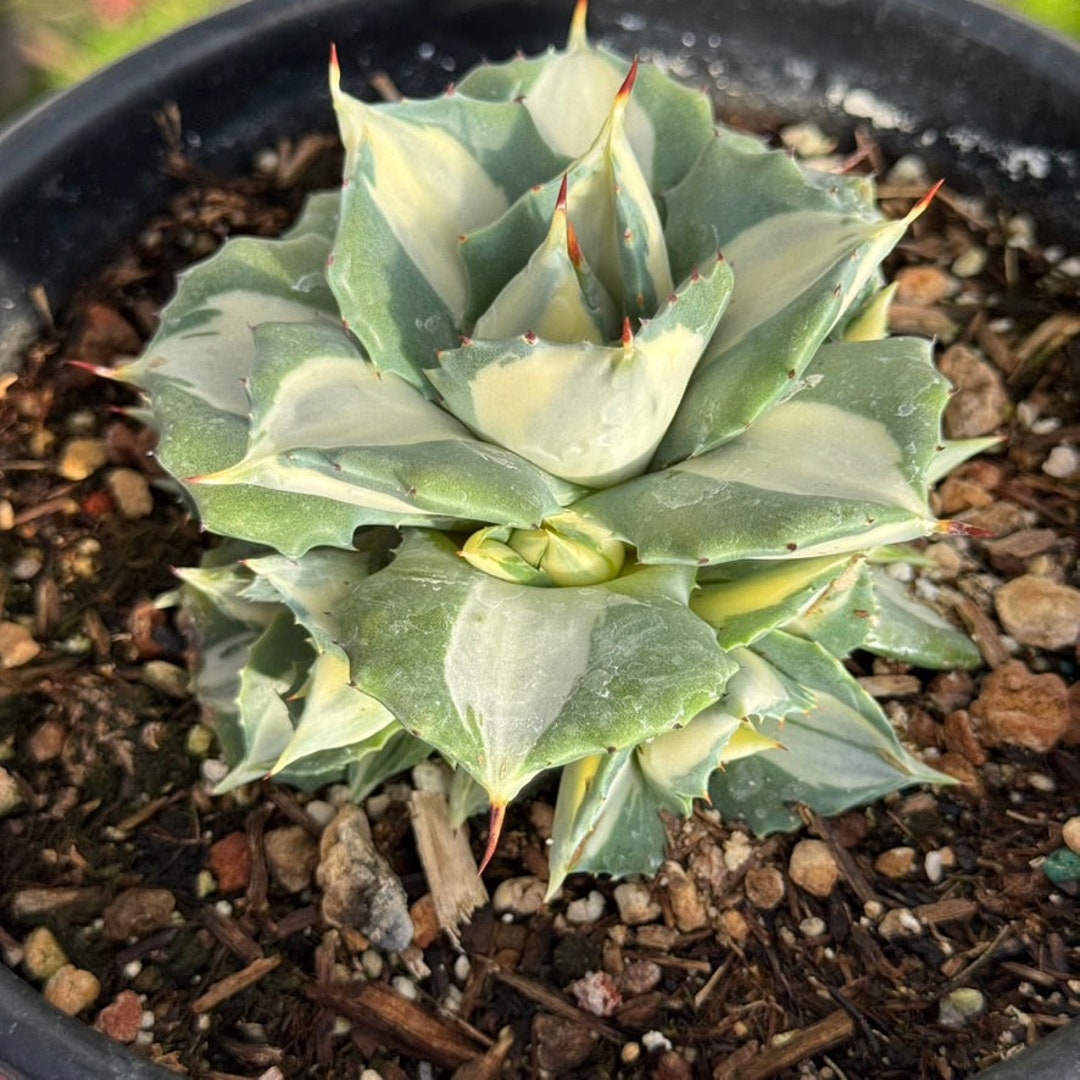 Dwarf Agave Isthmensis 'ohi Raijin Shiro Nakafu' Succulent Plant - Etsy