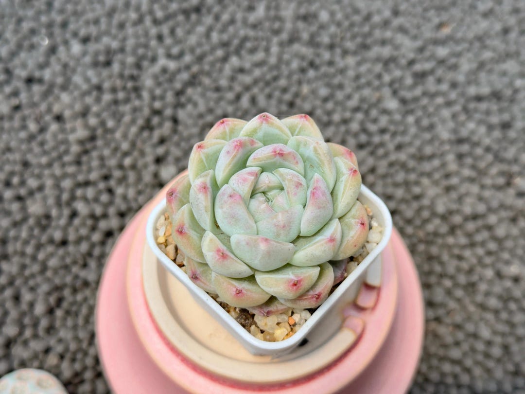 Echeveria Pink Albi Imported Succulent Plant - Etsy