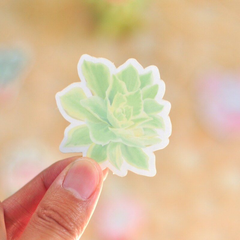 SuccieLife - Etsy