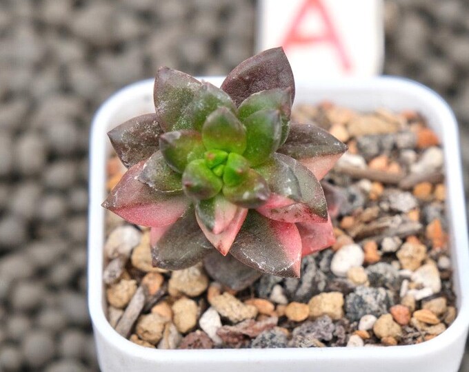 Variegated Sedeveria Jet Beads Imported Succulent Plant - Etsy