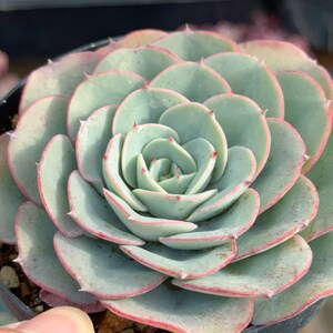Echeveria Atlantis Succulent Plant - Etsy