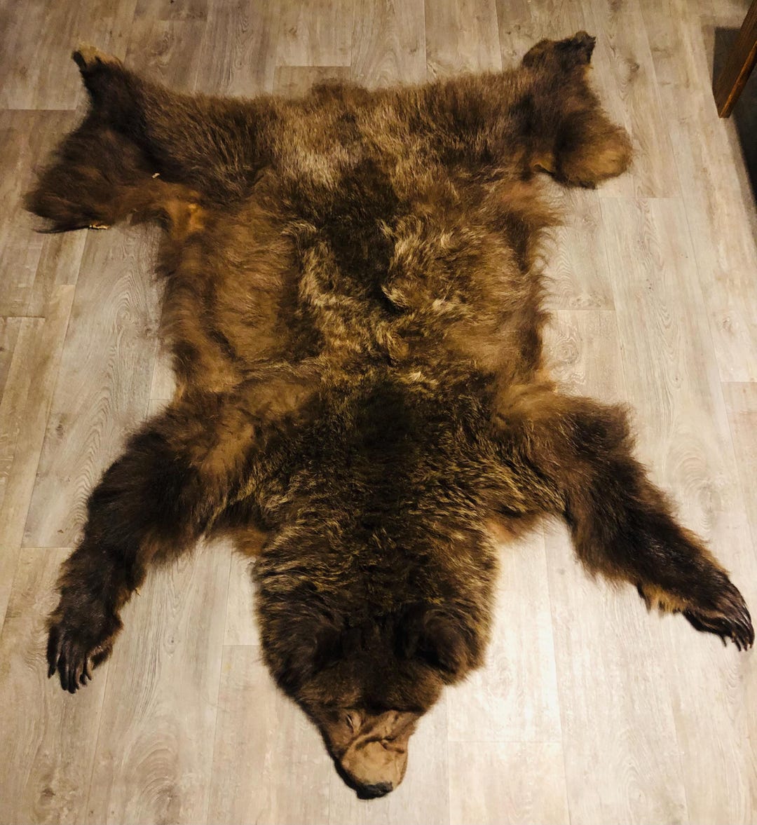 Fully Intact Real Grizzly Bear Hide - Etsy