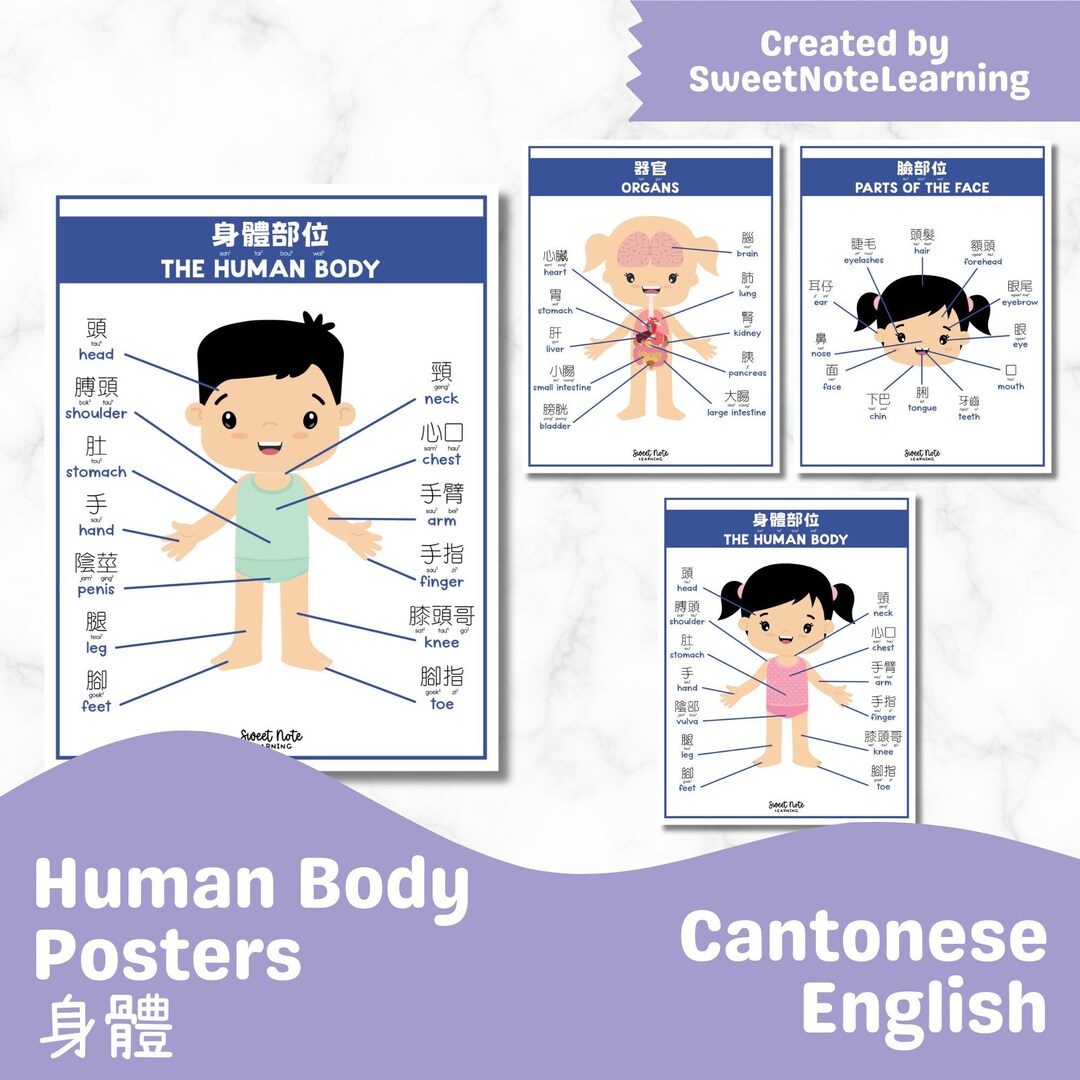 Human Body Posters Bilingual Cantonese Jyutping English - Etsy
