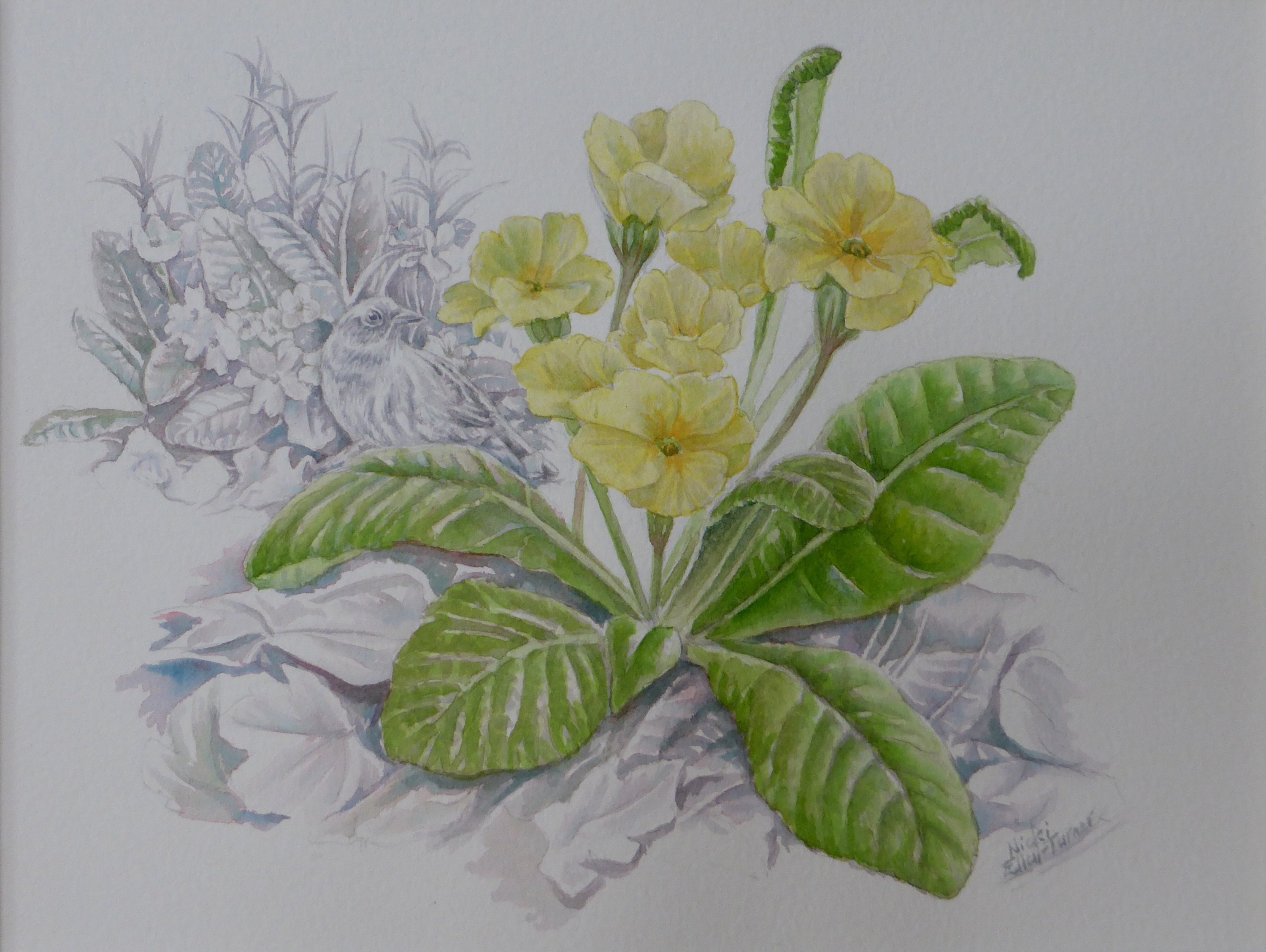 Primrose watercolour | Etsy
