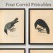 Corvid Set Four Vintage Bird Illustrations Printable Animal Art Instant ...