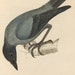 Corvid Set Four Vintage Bird Illustrations Printable Animal Art Instant ...
