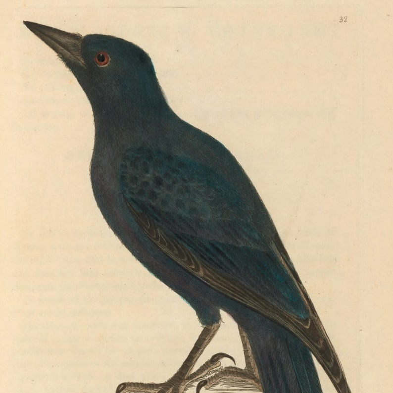 Corvid Set Four Vintage Bird Illustrations Printable Animal Art Instant ...