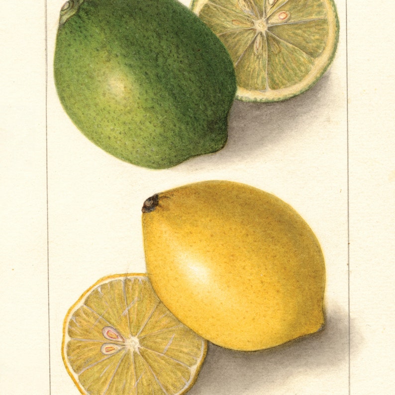 Citrus Pack Cheap Vintage Fruit Illustrations Printable Plant Art ...