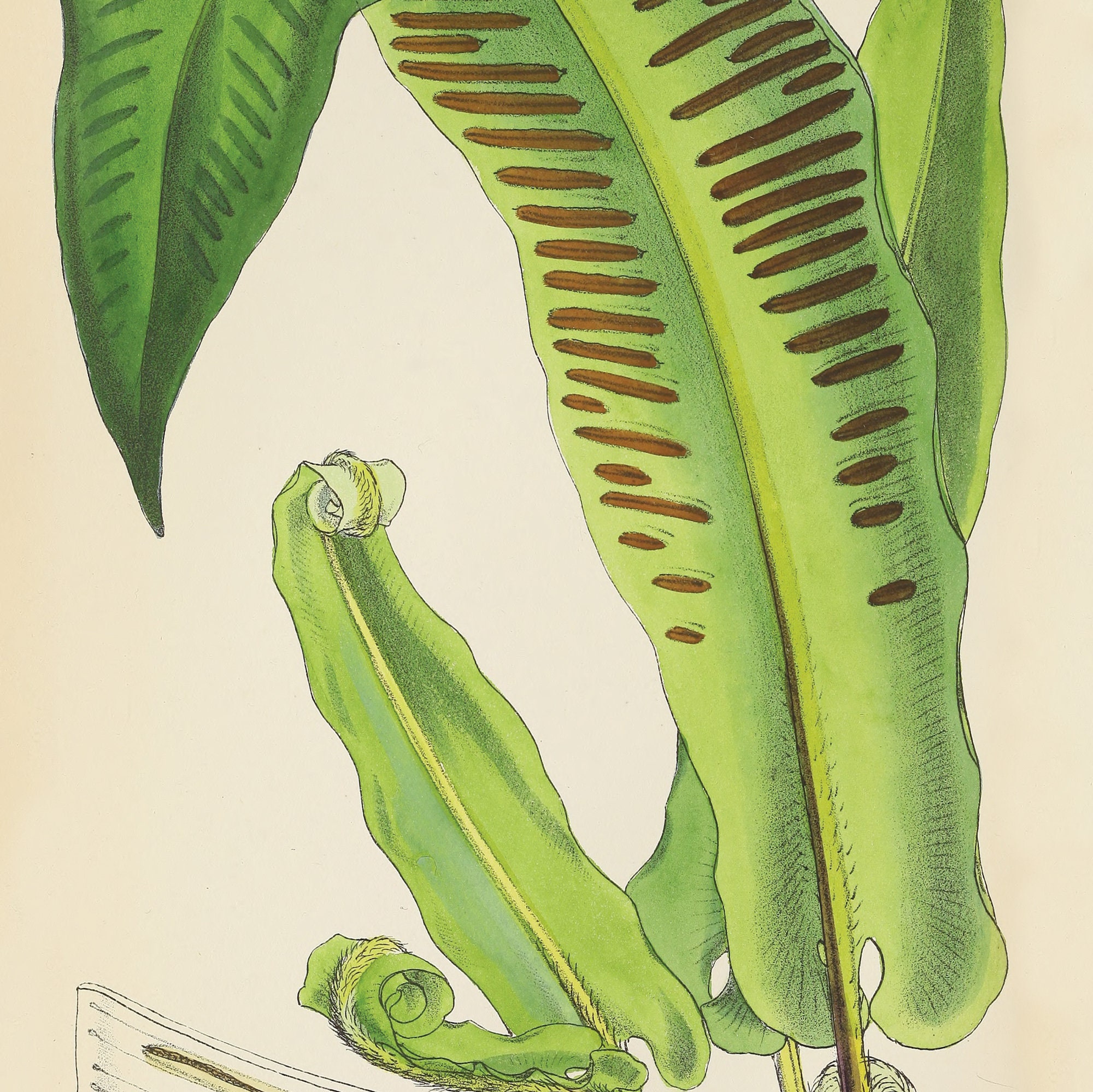 Fern Pack Vintage Illustrations Printable Plant Art - Etsy