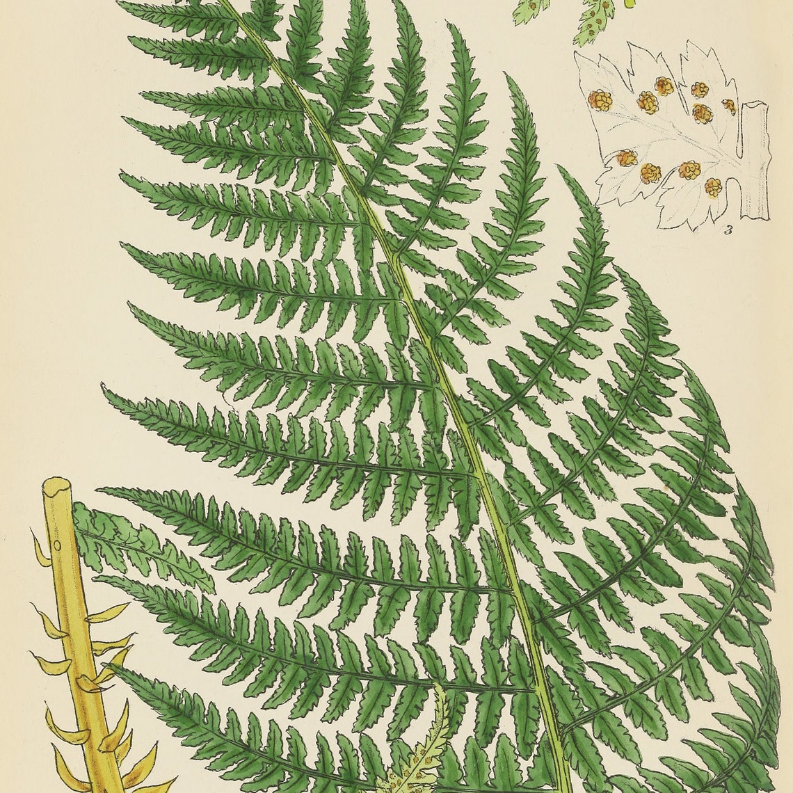 Fern Pack Vintage Illustrations Printable Plant Art - Etsy