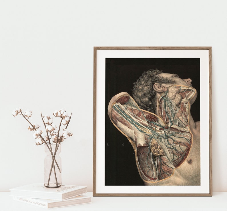 Cheap Goth Vintage Anatomy Cheap Vintage Medical Illustration Printable ...