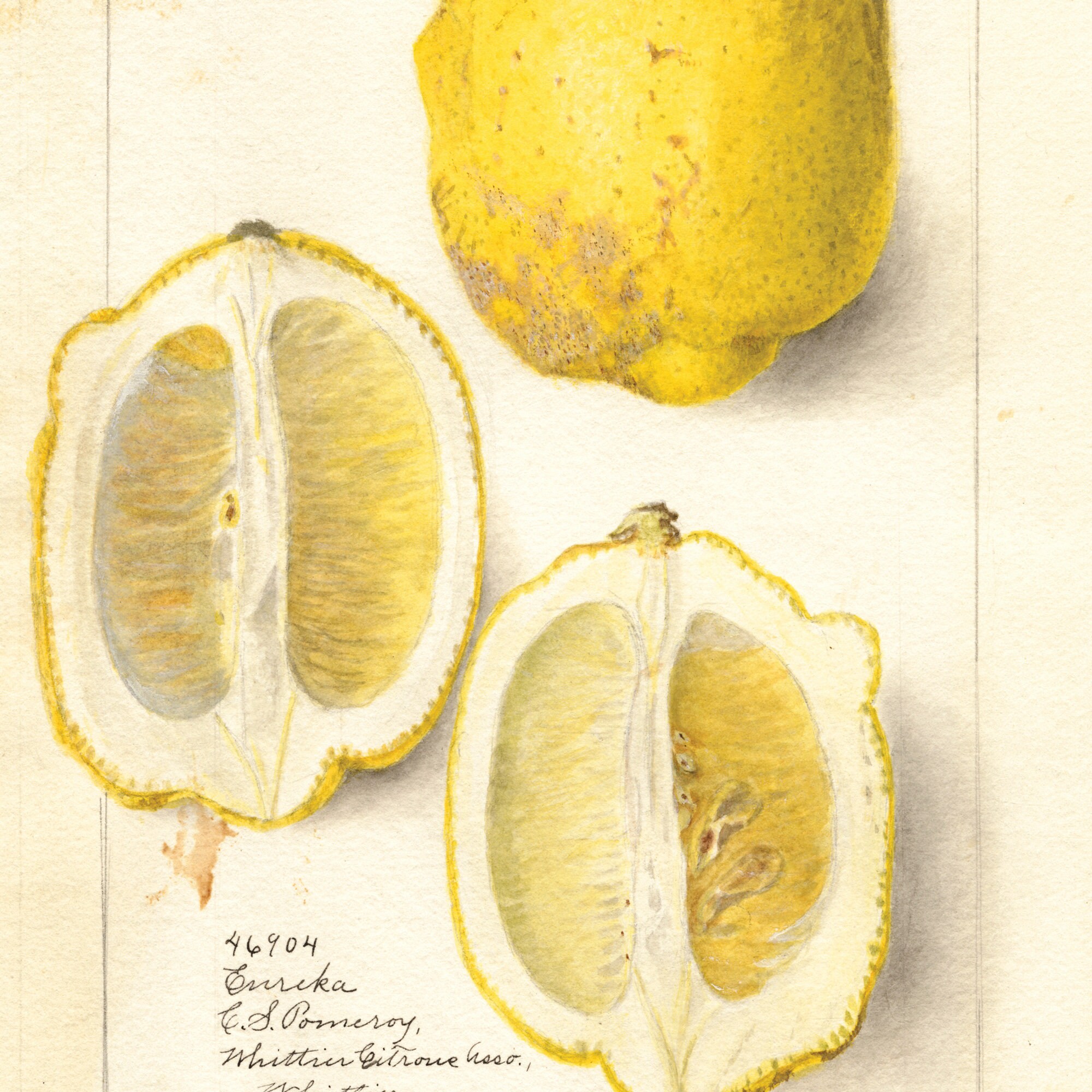 Citrus Pack Cheap Vintage Fruit Illustrations Printable Plant Art ...