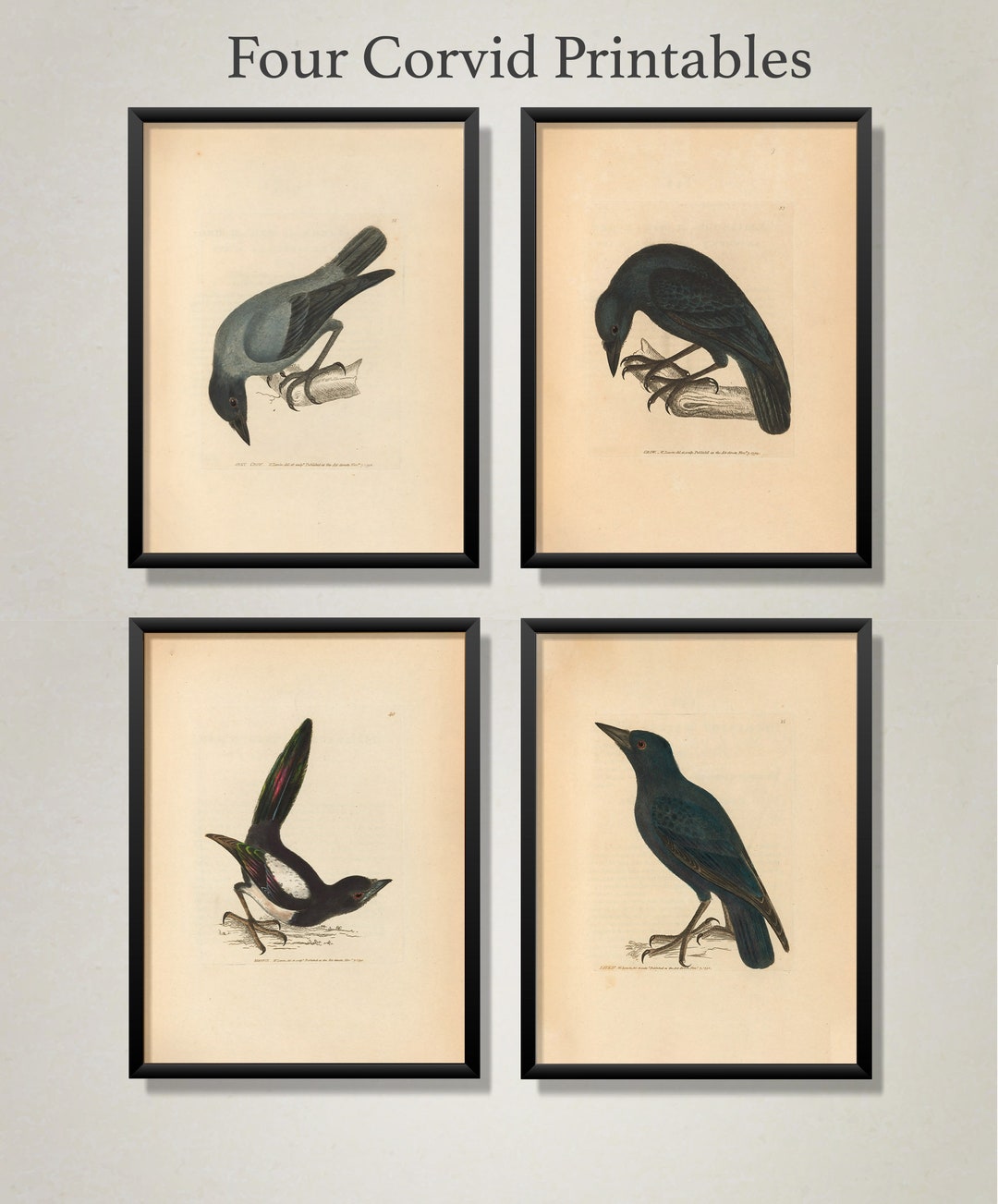 Corvid Set Four Vintage Bird Illustrations Printable Animal Art Instant ...