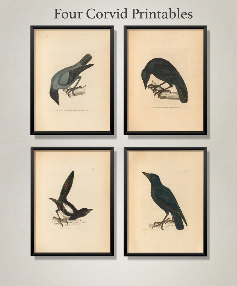 Corvid Set Four Vintage Bird Illustrations Printable Animal Art Instant ...