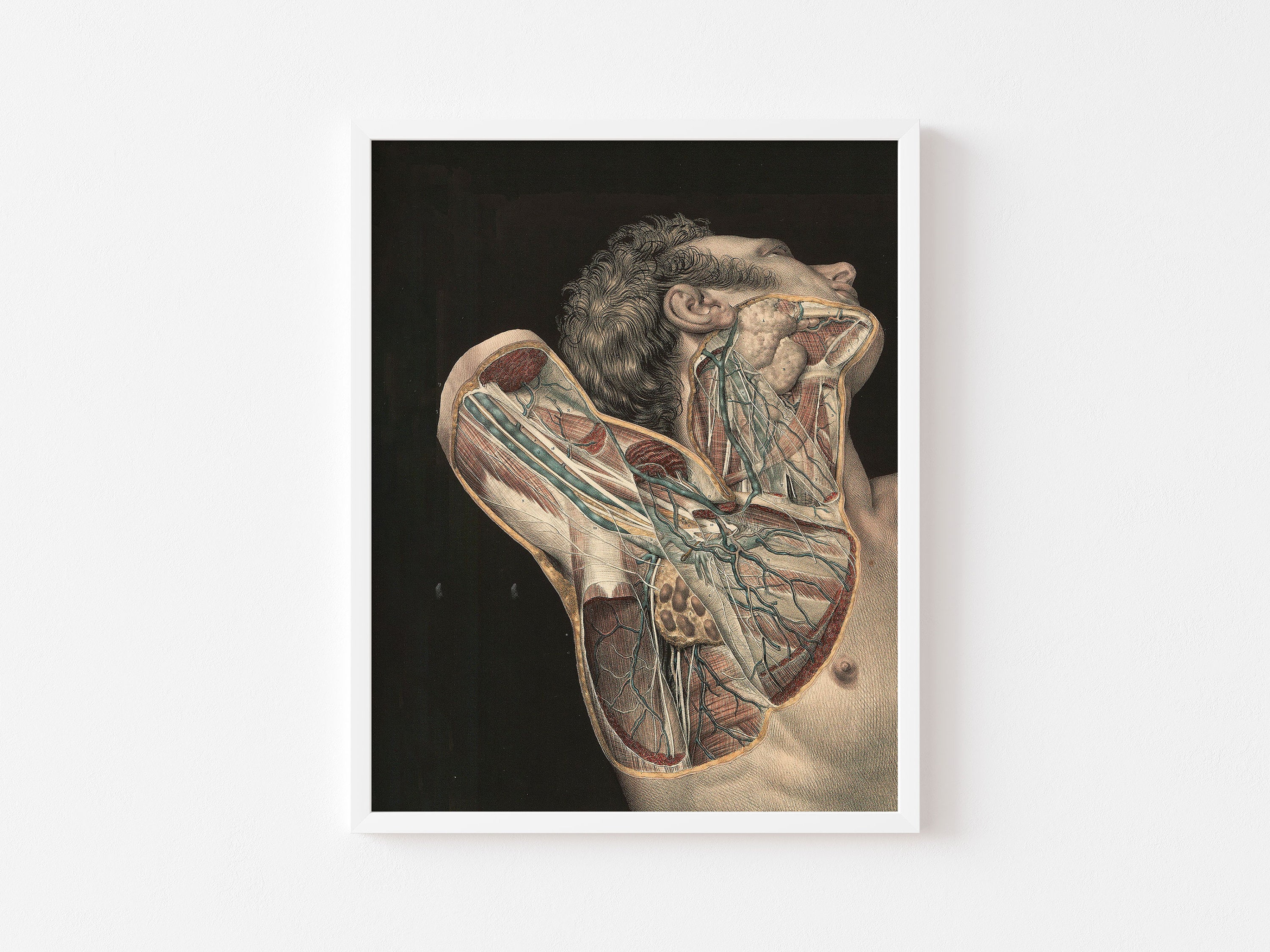 Cheap Goth Vintage Anatomy Cheap Vintage Medical Illustration Printable ...
