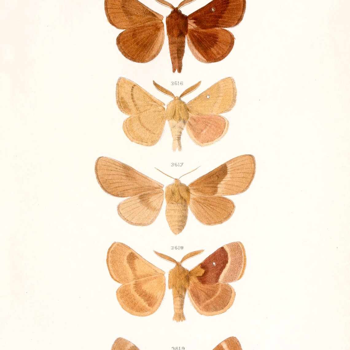 Moth Pack Cheap Vintage Moth Illustrations Printable | Etsy