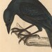 Corvid Set Four Vintage Bird Illustrations Printable Animal Art Instant ...
