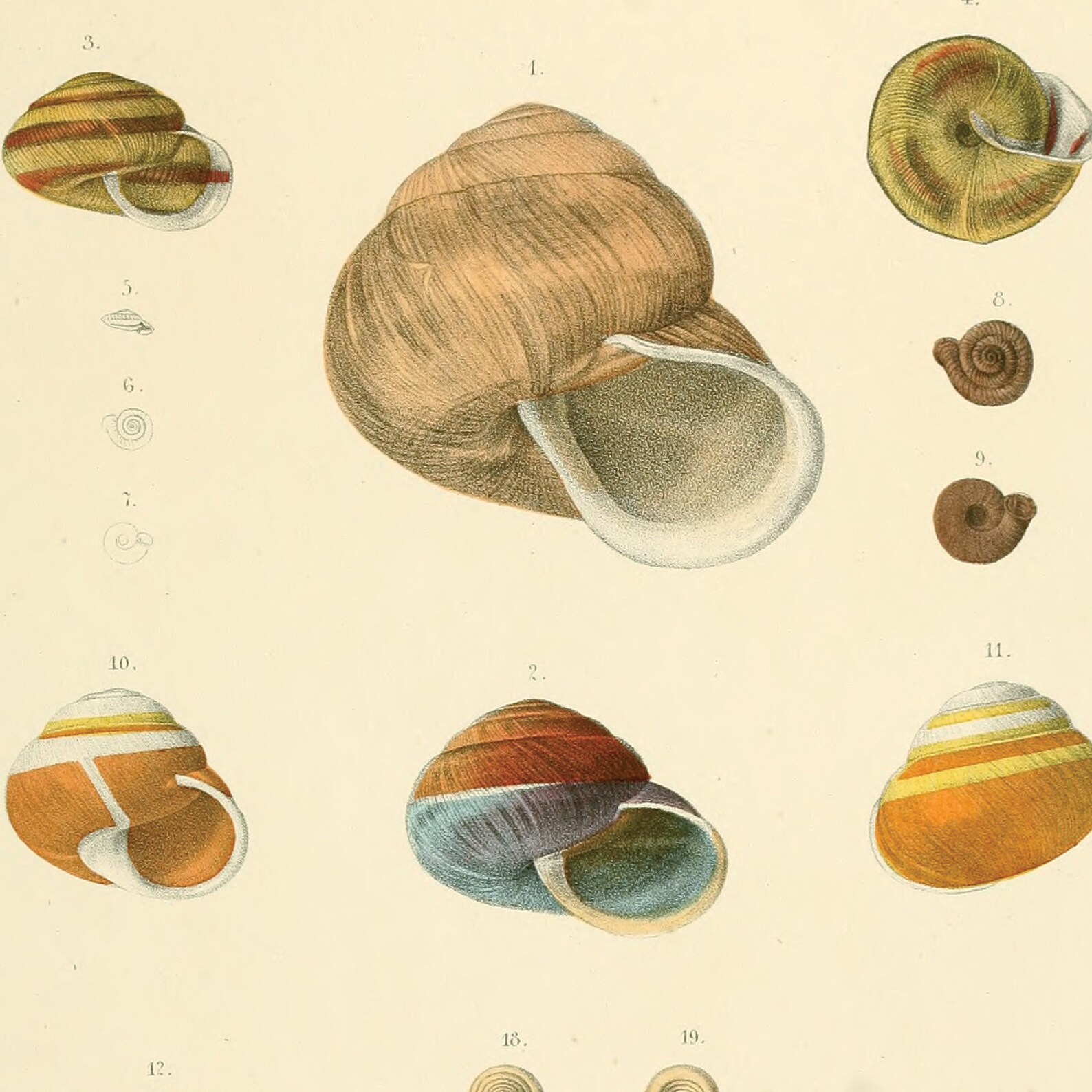 Shell Pack Four Cheap Vintage Mollusk Illustrations - Etsy