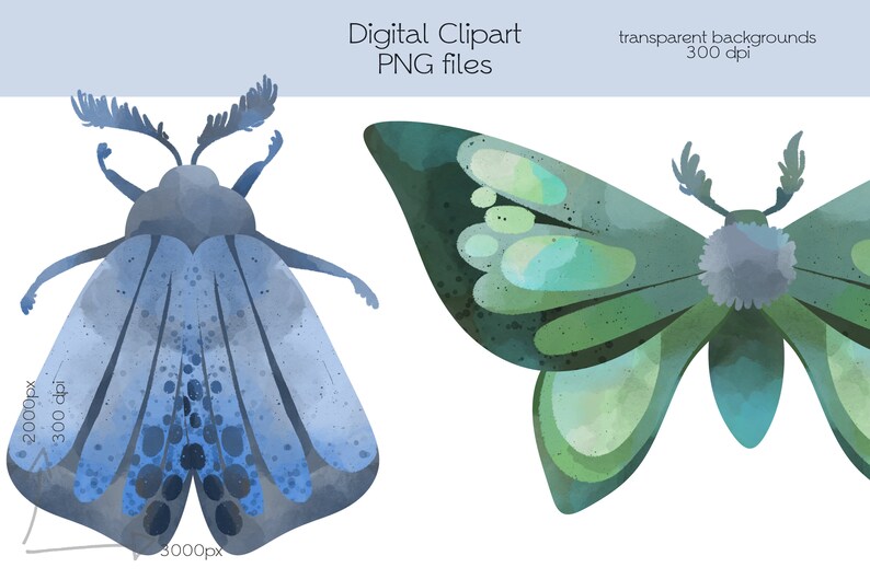 Moth Clipart / Insect Clipart / PNG Files / Instant Download - Etsy