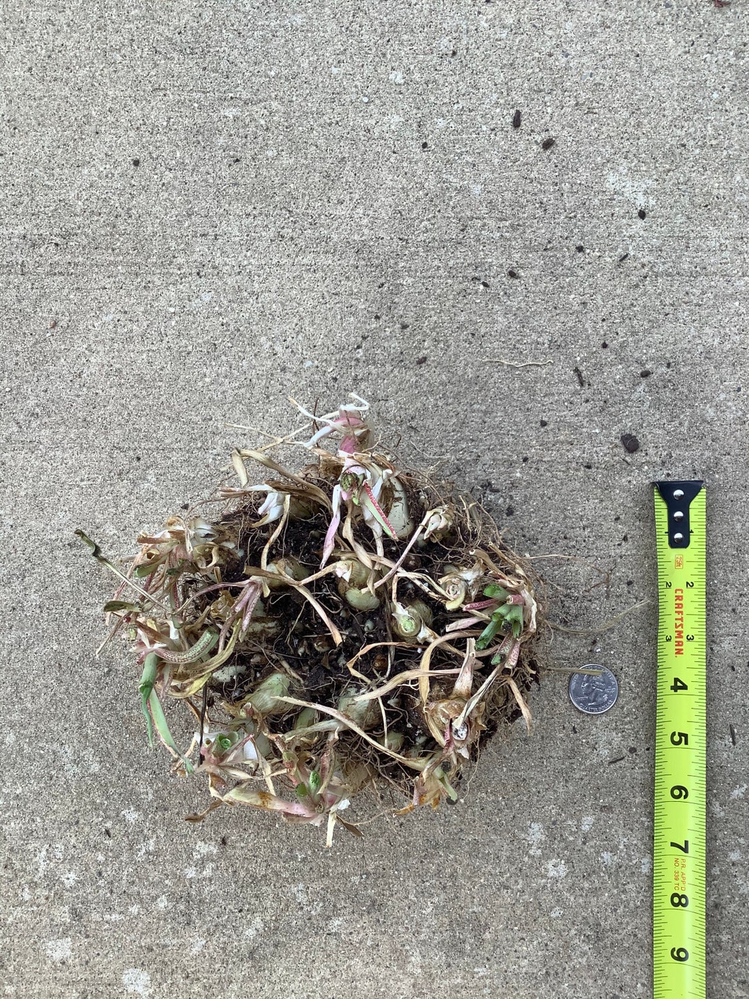 Huge Massive Clump of SINGLE TUBEROSE - Etsy