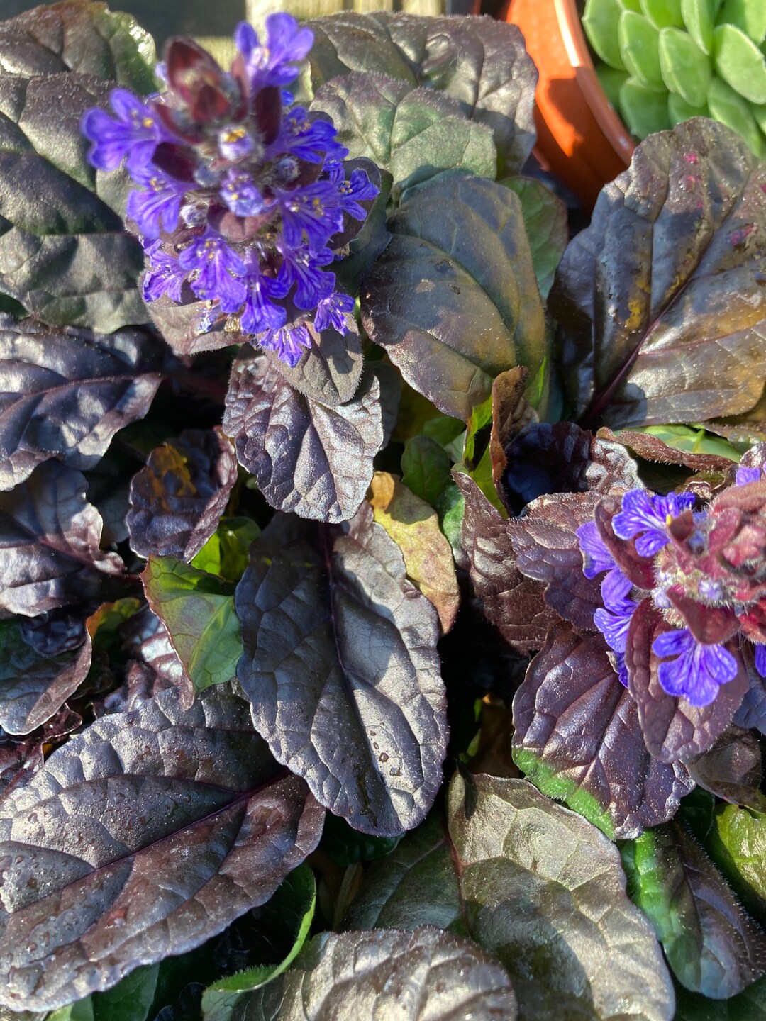 Ajuga Reptans 'braunherz' Plants (small Plugs or Transplants) Free UK ...