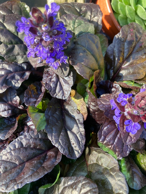 Ajuga Reptans 'braunherz' Plants small Plugs or | Etsy UK