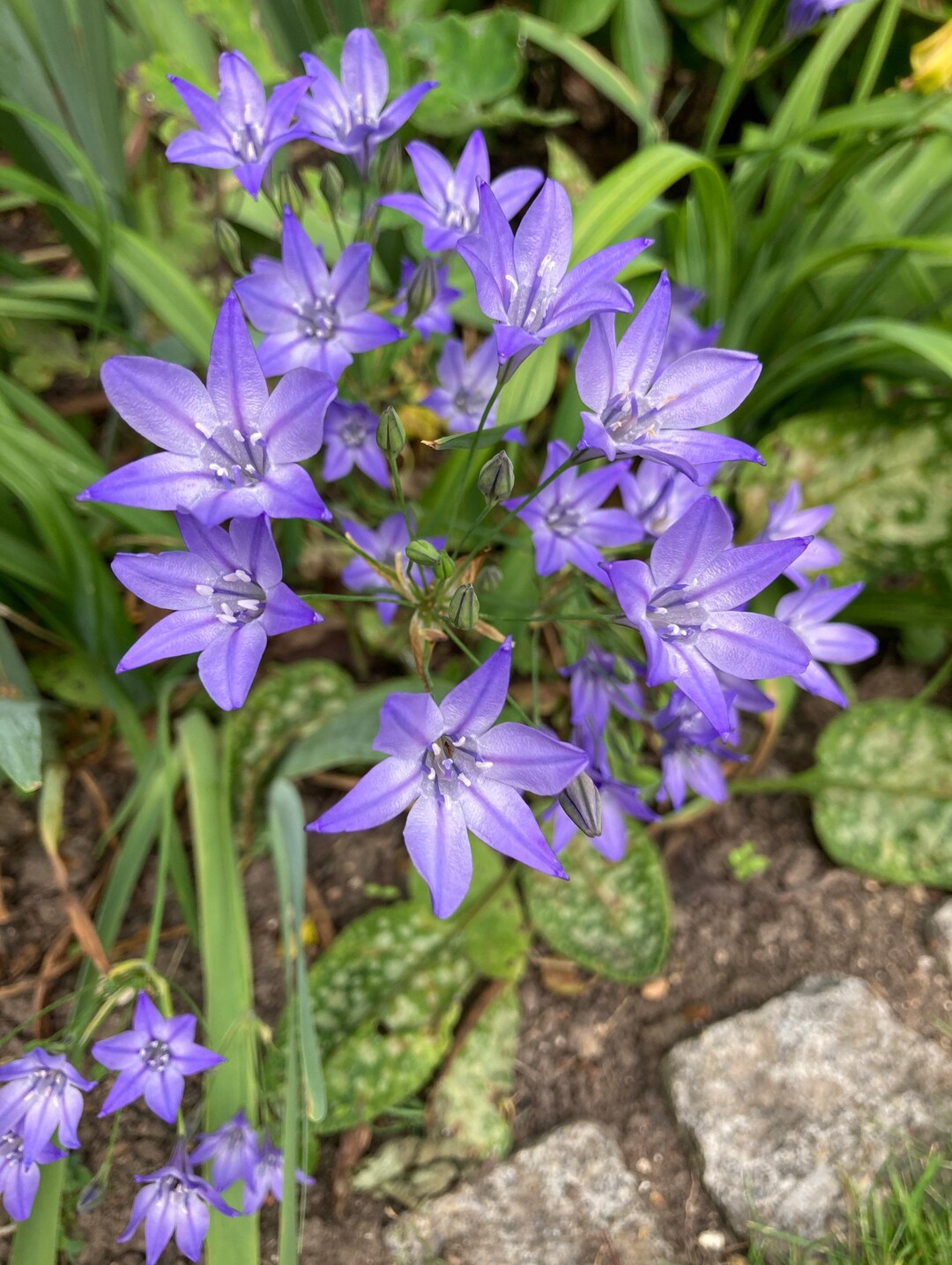 Triteleia Laxa 'fabiola' or Triplet Lily (bulbs) Free UK Postage - Etsy UK