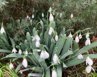 Lilium Asiatic 'bright Pixie' Bulbs red and White Tiger Lily to Plant ...