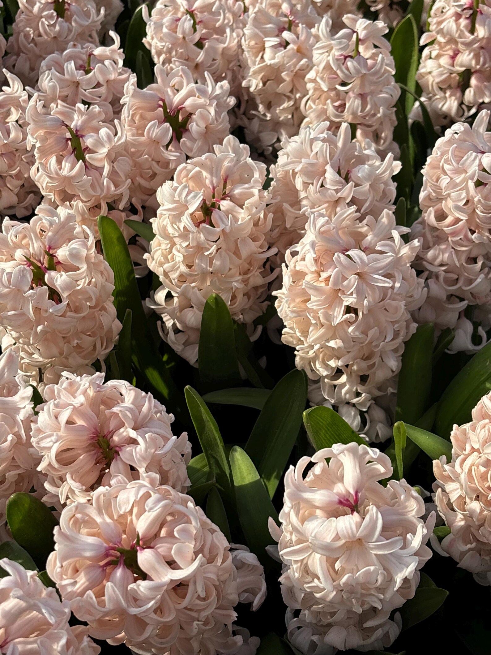 Hyacinth 'china Pink' (bulbs) Free UK Postage - Etsy UK