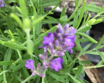 Lilium Asiatic 'bright Pixie' Bulbs red and White Tiger Lily to Plant ...