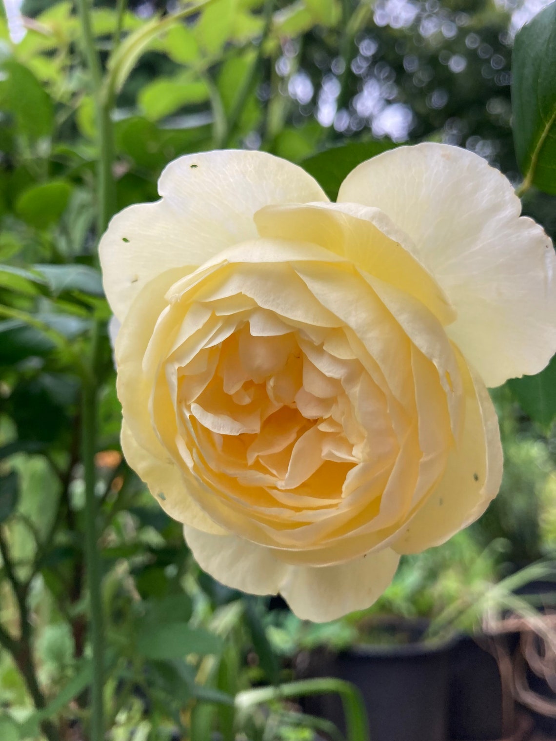 Floribunda Rose 'Stardust' Variety Root Wrapped Free | Etsy
