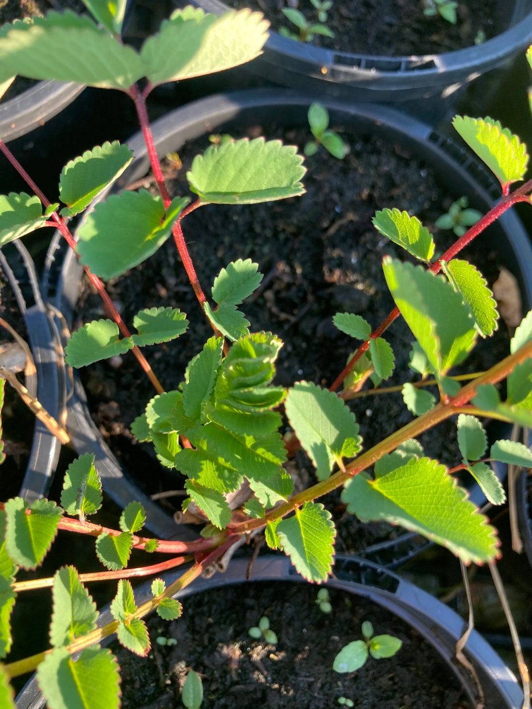 Sanguisorba Obtusa or Japanese Burnet (budding Sections of Roots) Free ...