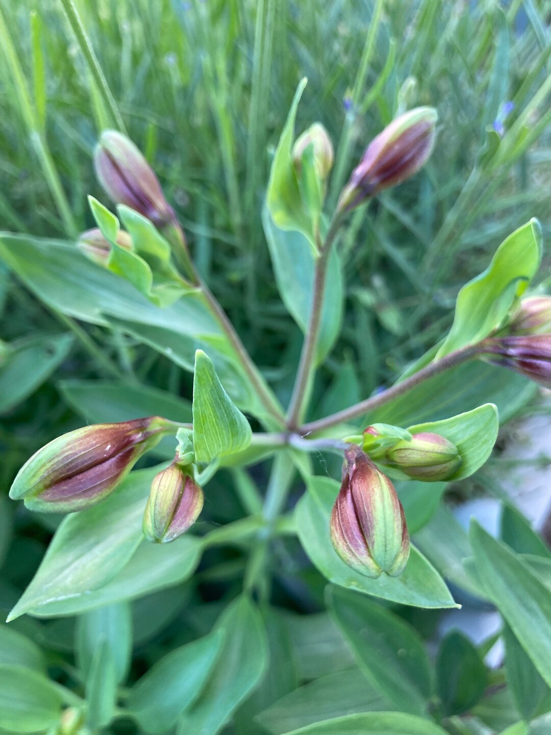 Alstroemeria or Peruvian Lily Plants (budding Sections of Bare Root ...