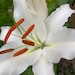 Lilium Asiatic 'bright Pixie' Bulbs red and White Tiger Lily to Plant ...