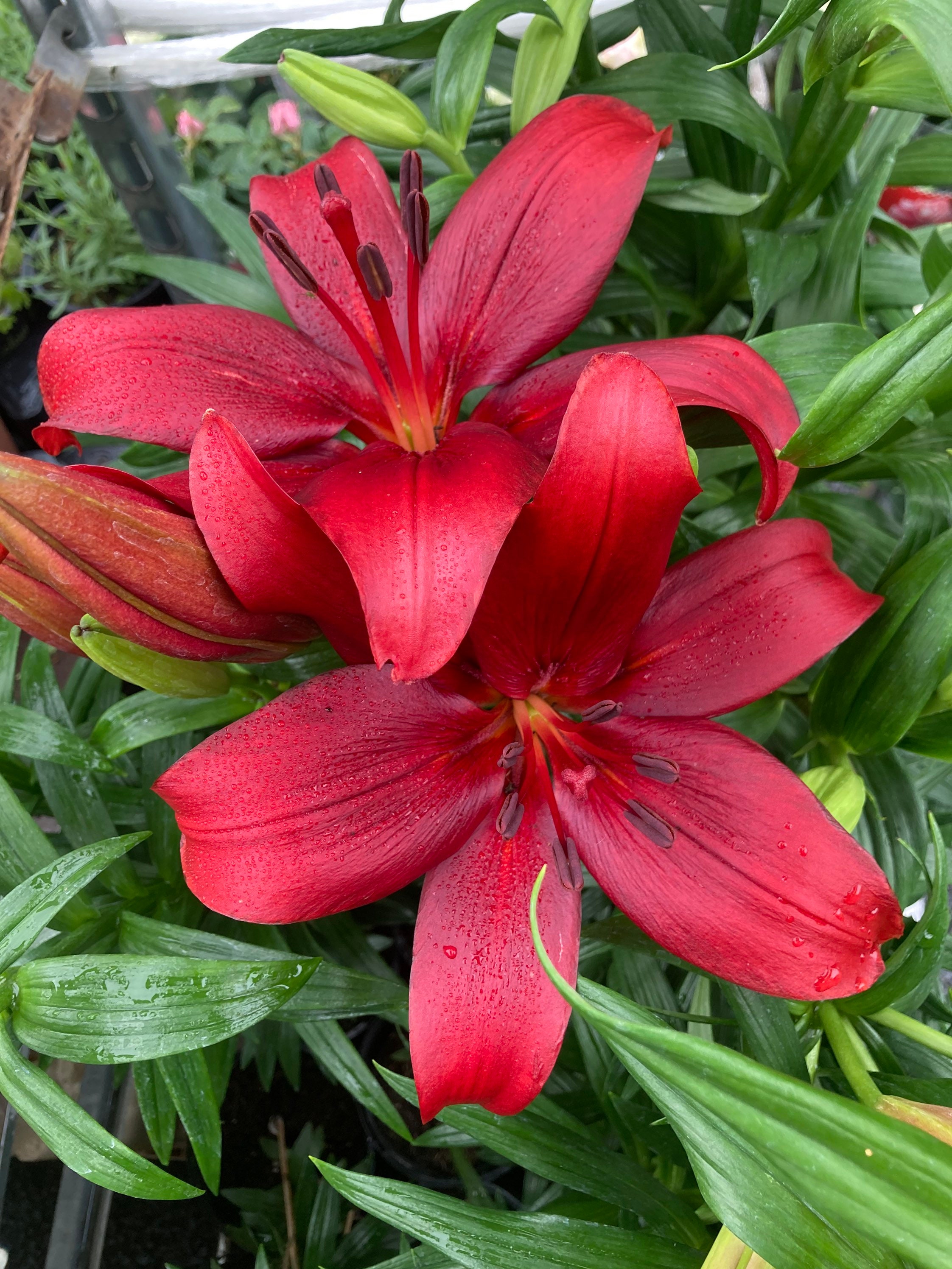Red Tiger Lily Flower
