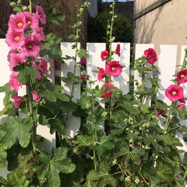 Hollyhocks - Etsy UK