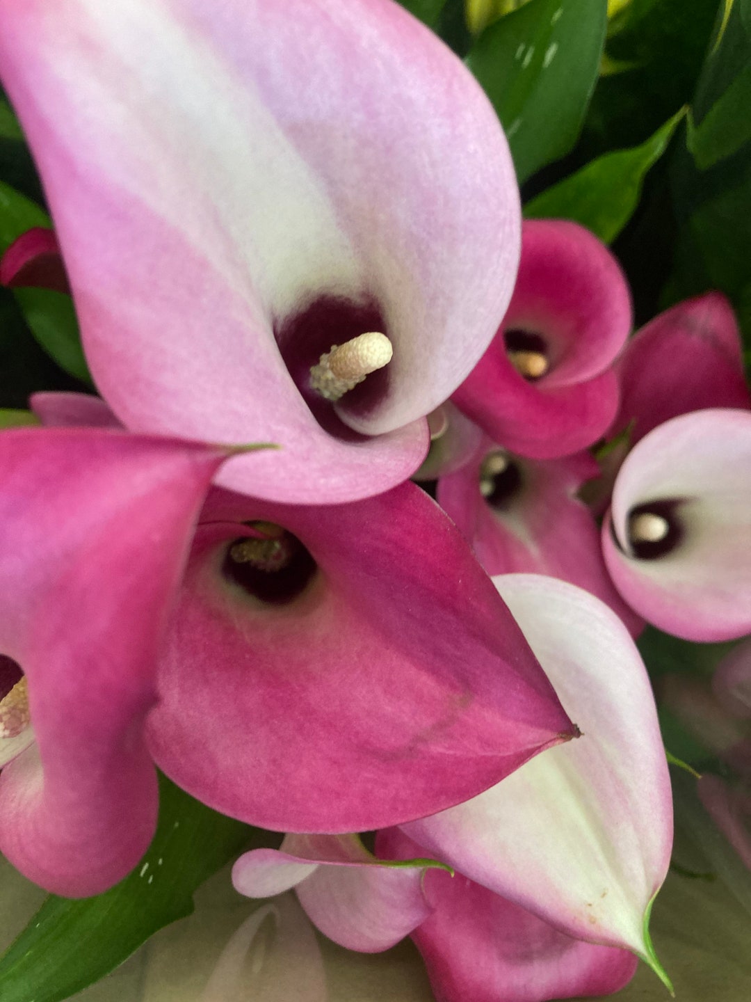Pink Calla Lily Corms To Plant Yourself Free UK Postage - Etsy.de