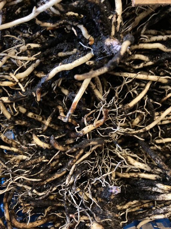 Hosta Fortunei 'moerheim' bare Root Plant Free UK - Etsy UK