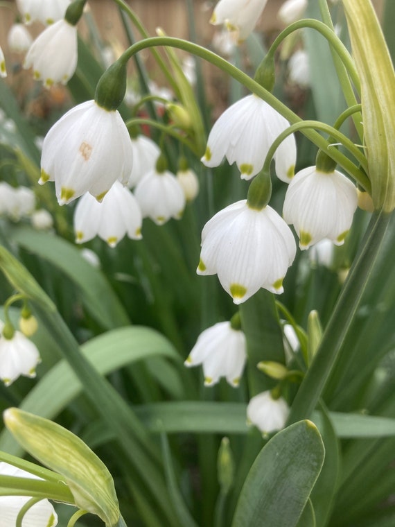 Leucojum Aestivum summer Snowflake Potted Bulb to Plant at | Etsy UK