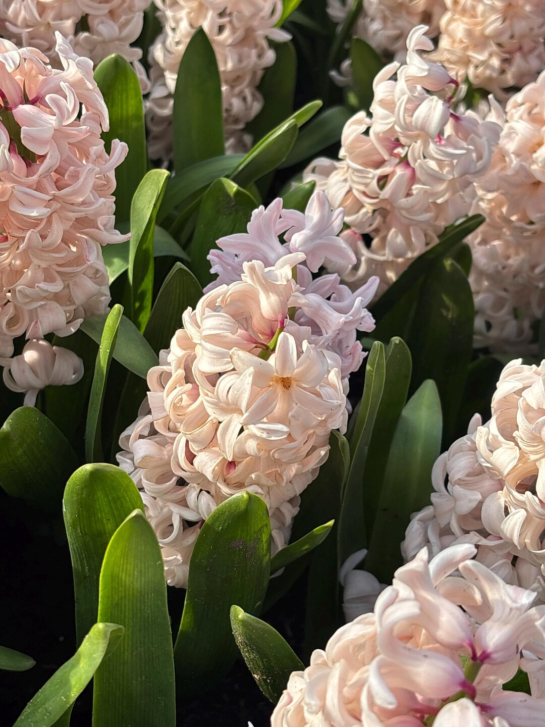 Hyacinth 'china Pink' (bulbs) Free UK Postage - Etsy UK