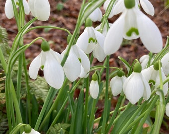 Lilium Asiatic 'bright Pixie' Bulbs red and White Tiger Lily to Plant ...