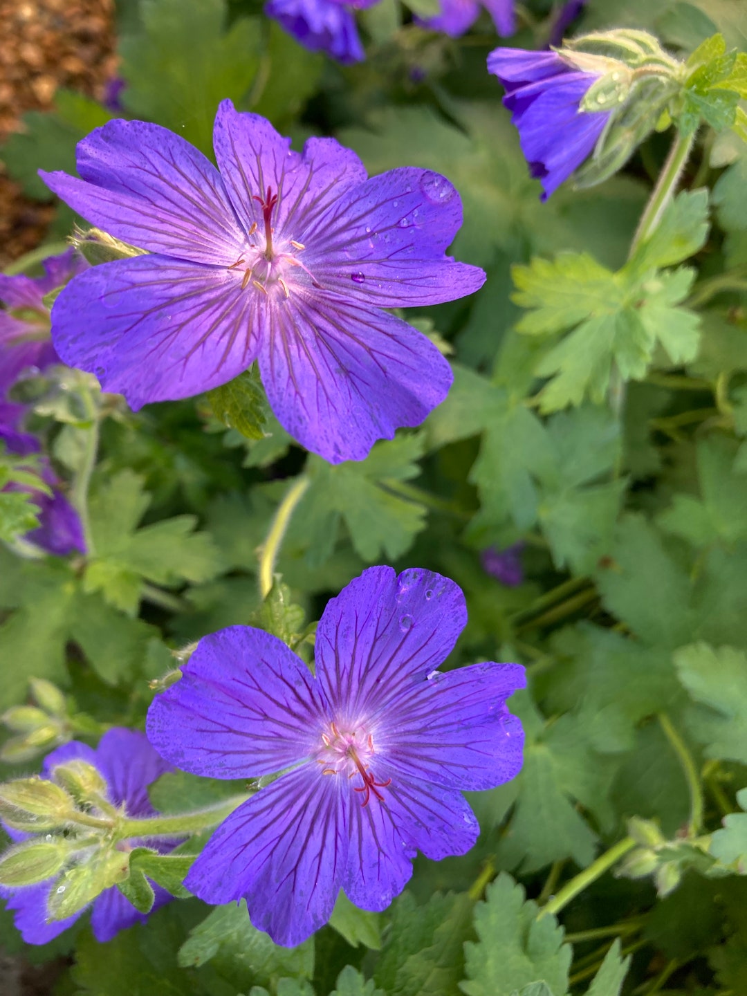 Blue Hardy Geranium 'orion' or Cranesbill in 12cm Pots free UK Postage ...