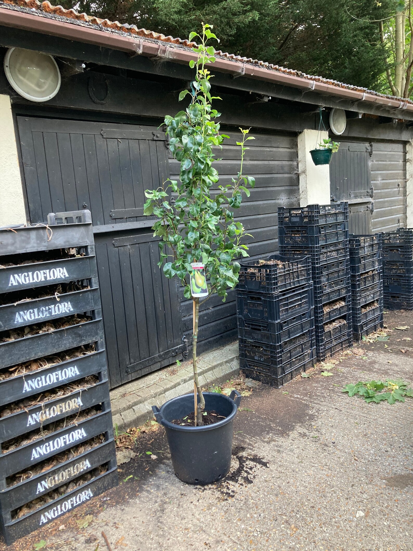 Containerised Conference Pear Tree 2m to Plant Yourself free - Etsy UK