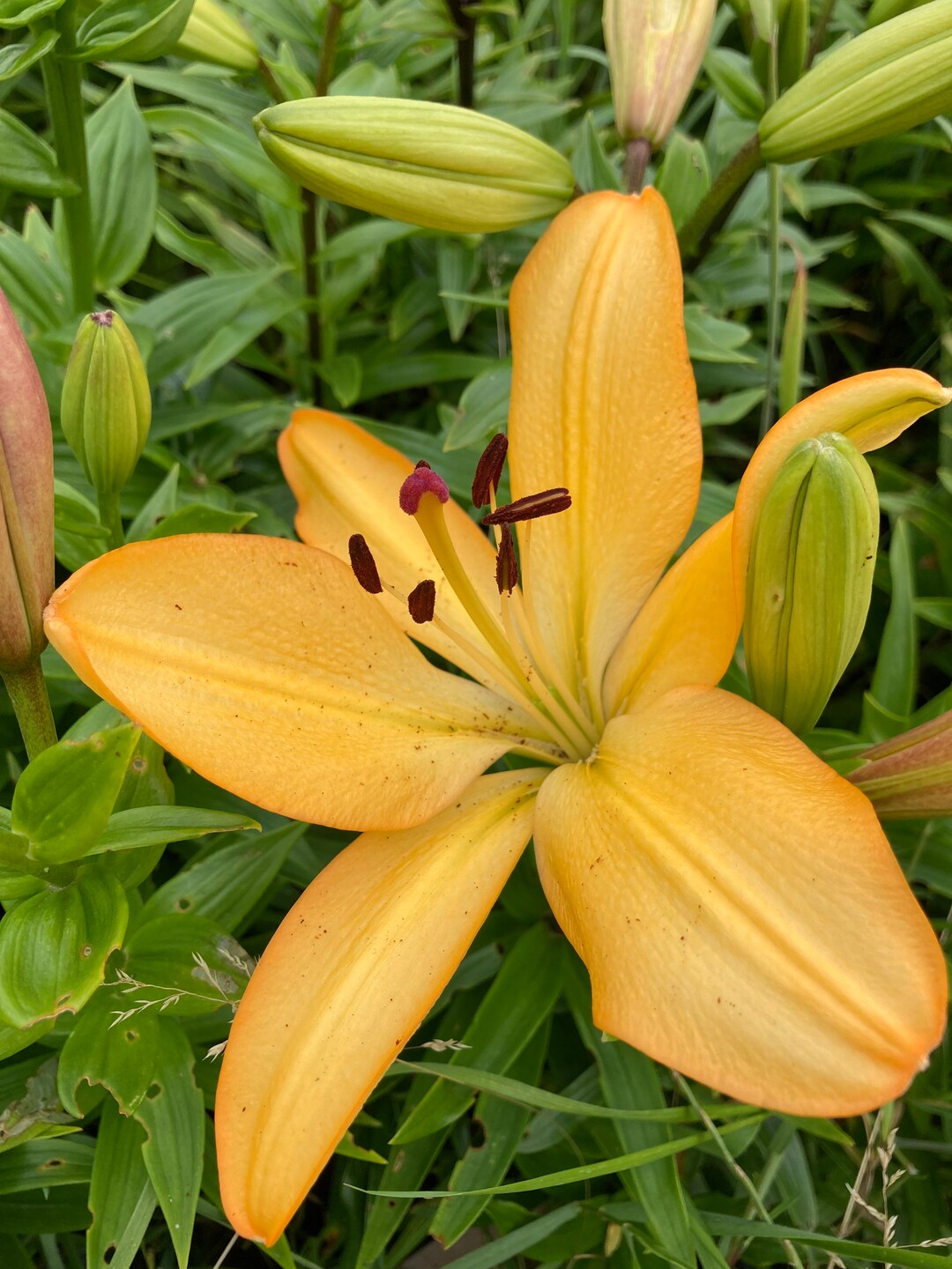 Lilium Asiatic 'bright Pixie' Bulbs (red and White Tiger Lily) (to ...