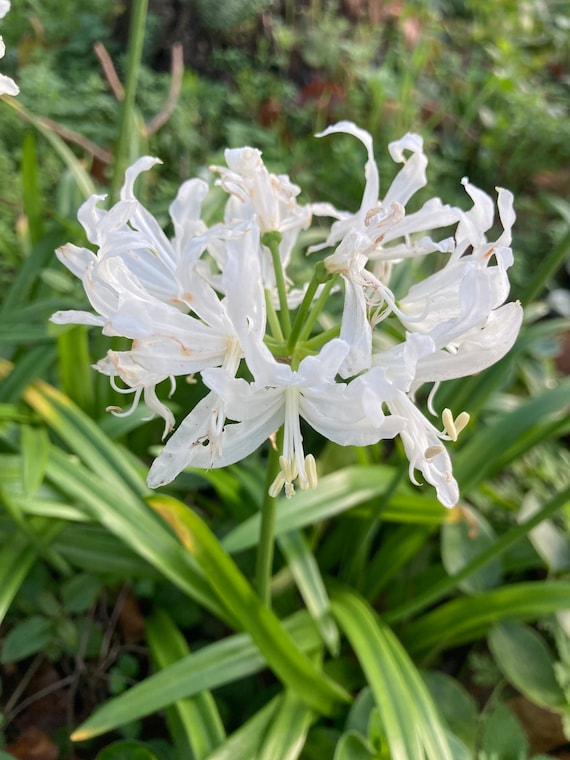Nerine Bowdenii
