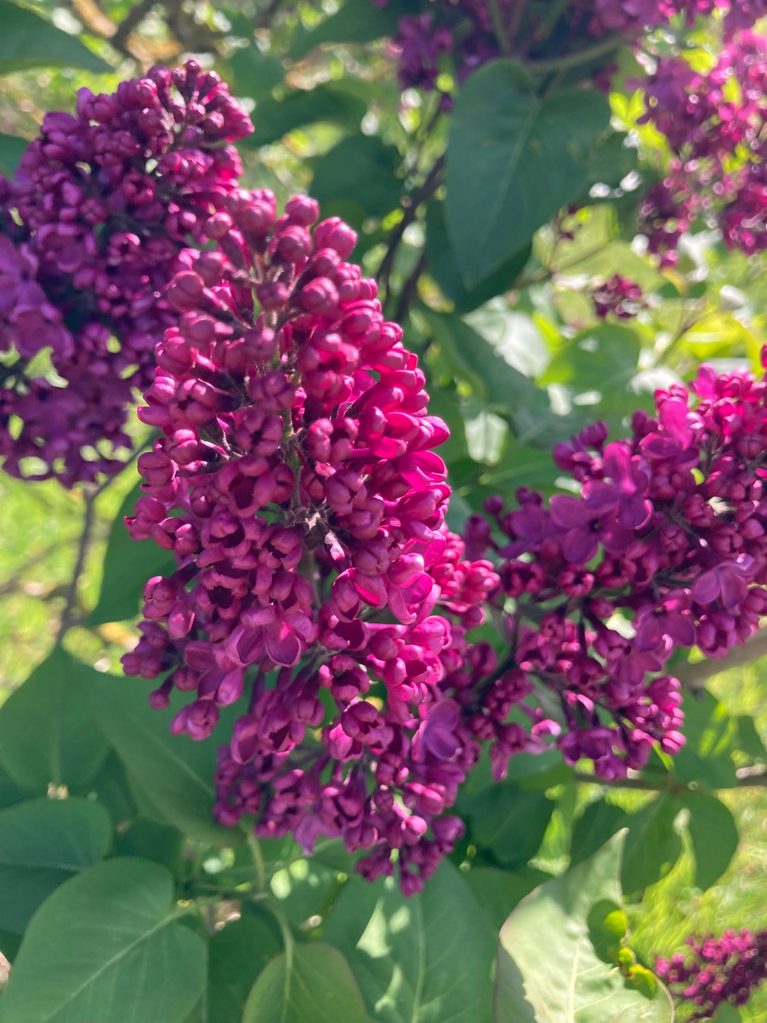 Syringa Vulgaris 'ludwig Spath' or Lilac Tree (9 Cm Dia Pots) Free UK ...